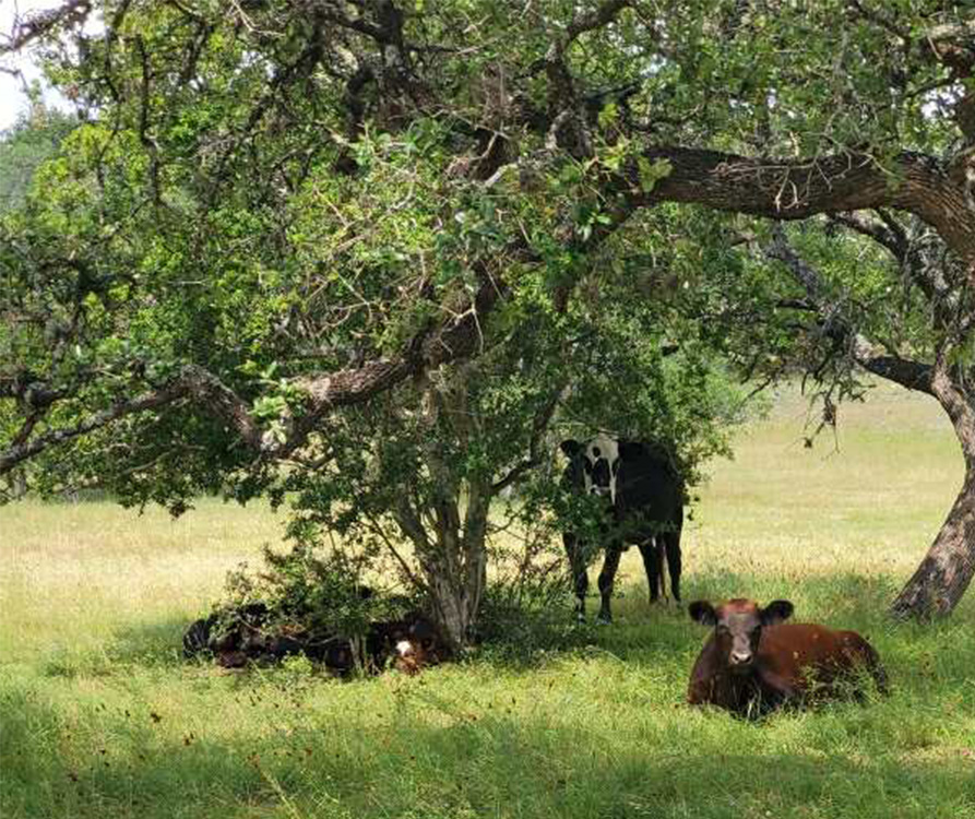 Uninsured Country: Affordable Health Care Eludes Many Family Farmers ...