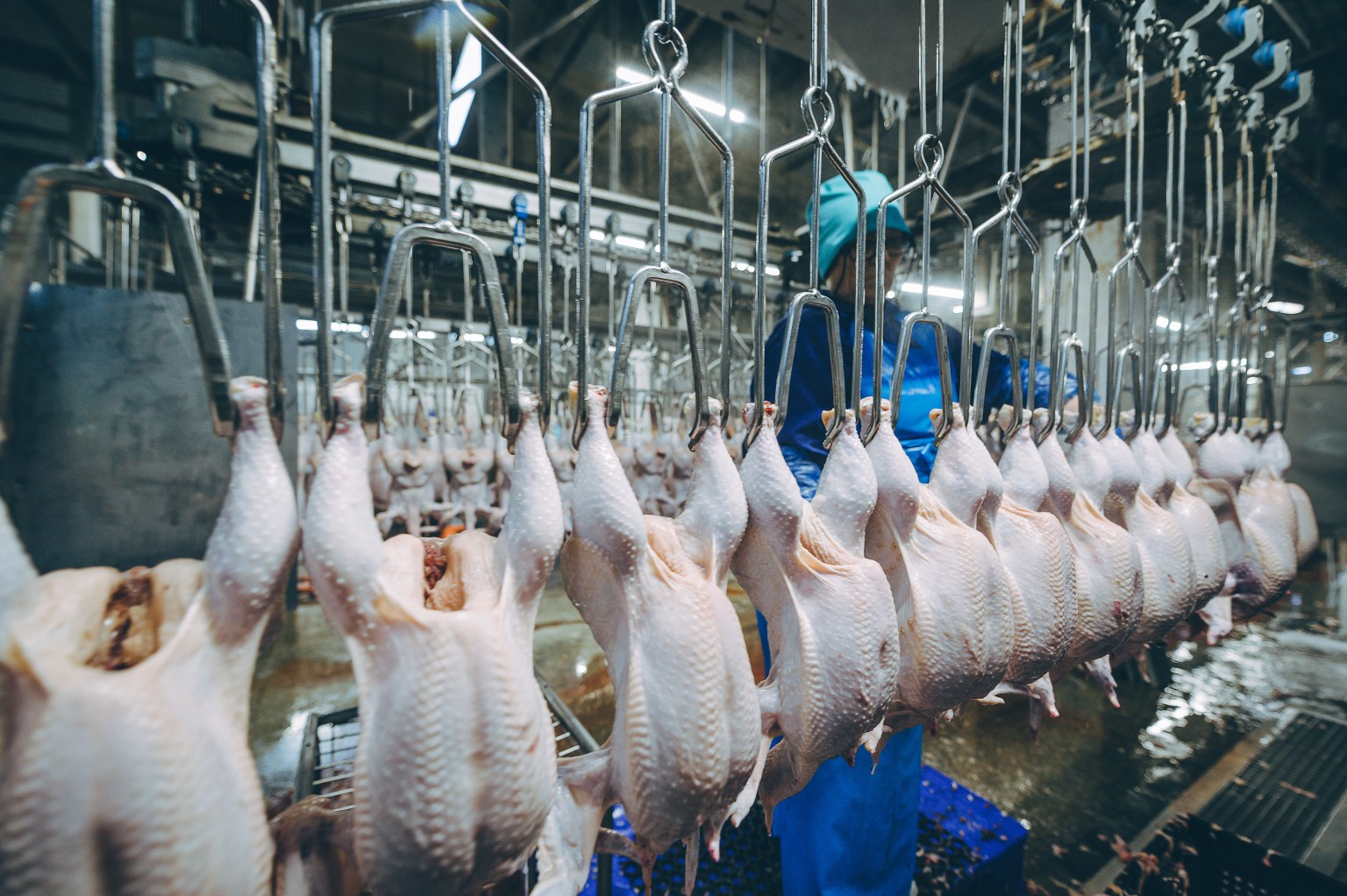 Workers at poultry, swine processing plants are at high risk of injury ...